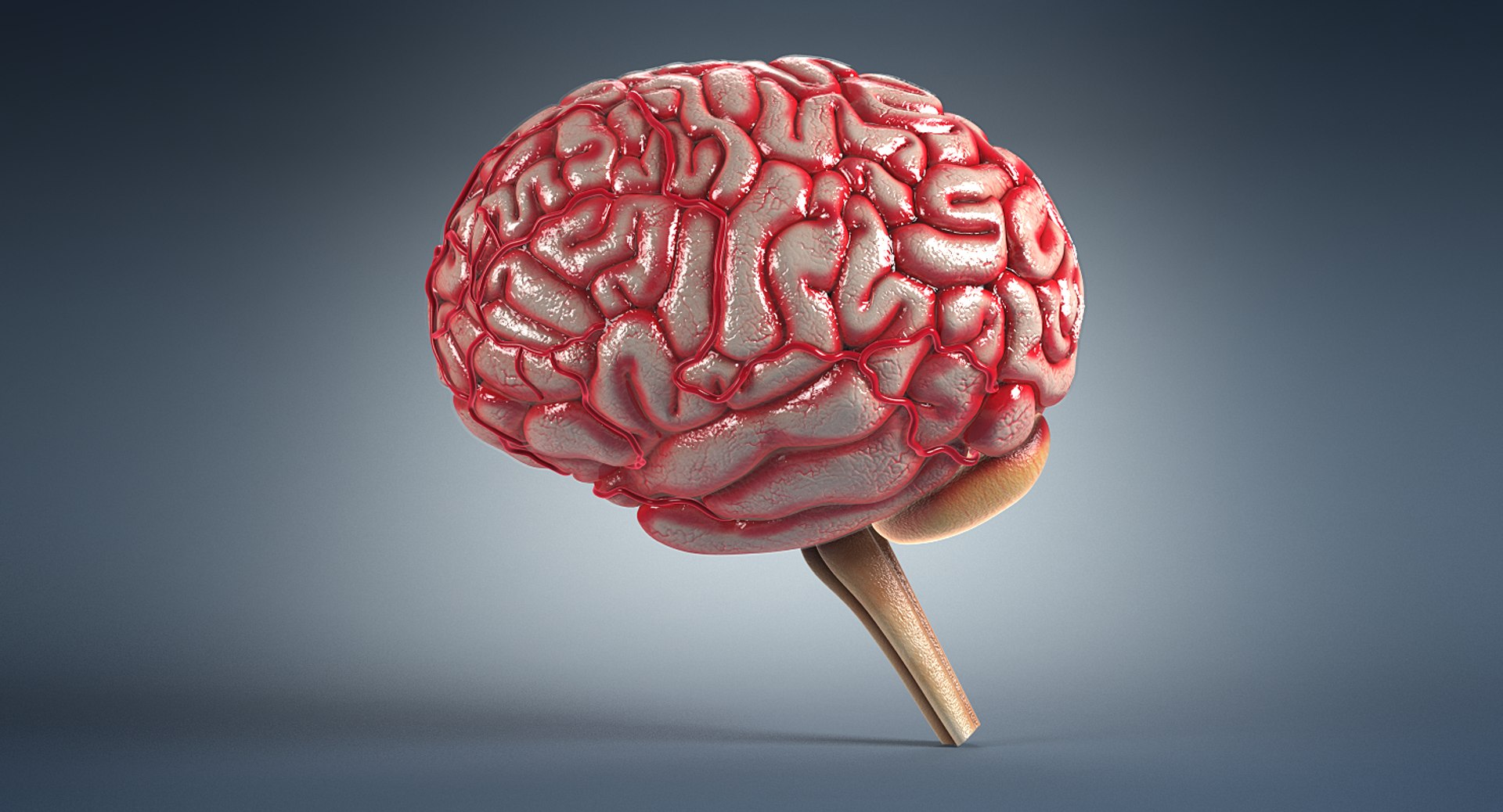 3d 3ds Brain Details