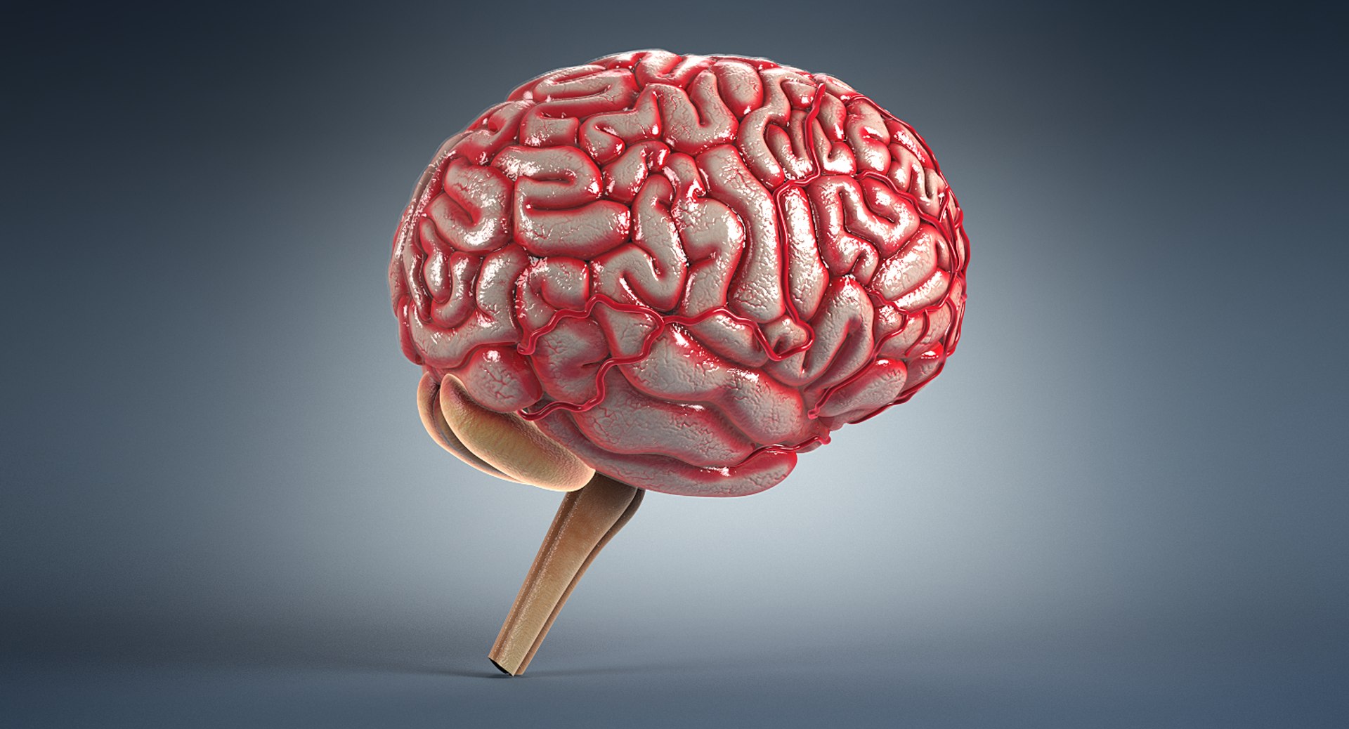 3d 3ds Brain Details