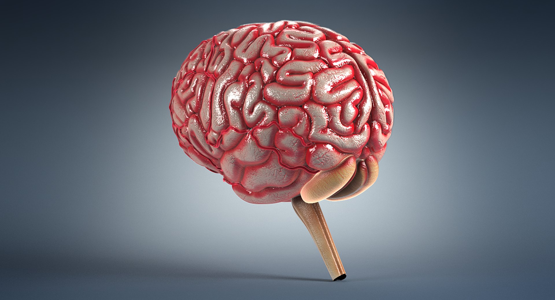 3d 3ds Brain Details