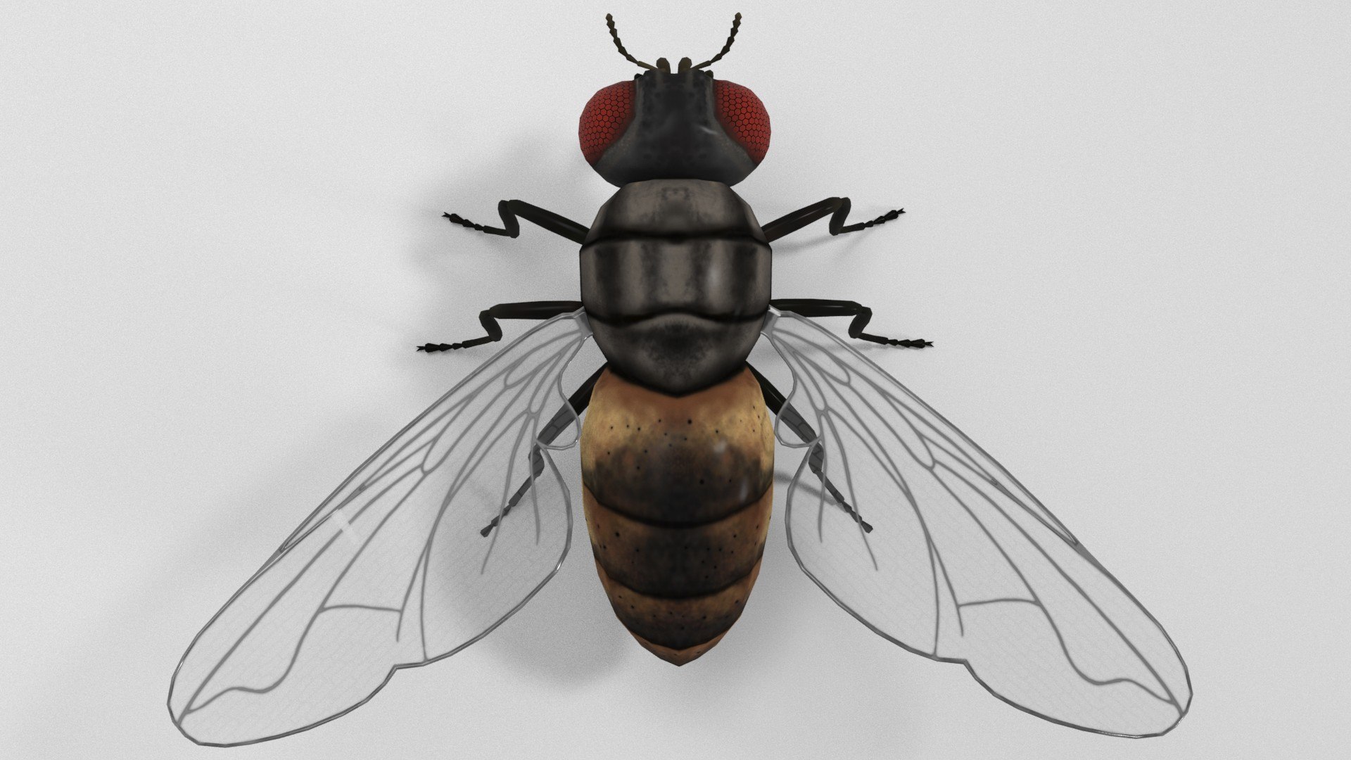 Housefly 3D Model - TurboSquid 1813066