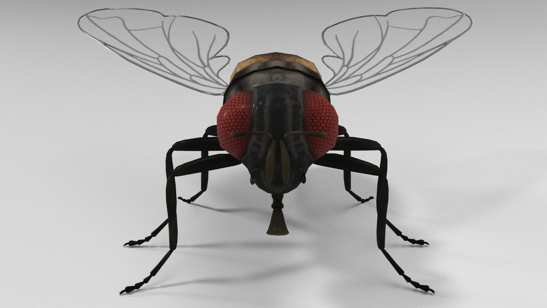 Housefly 3D Model - TurboSquid 1813066