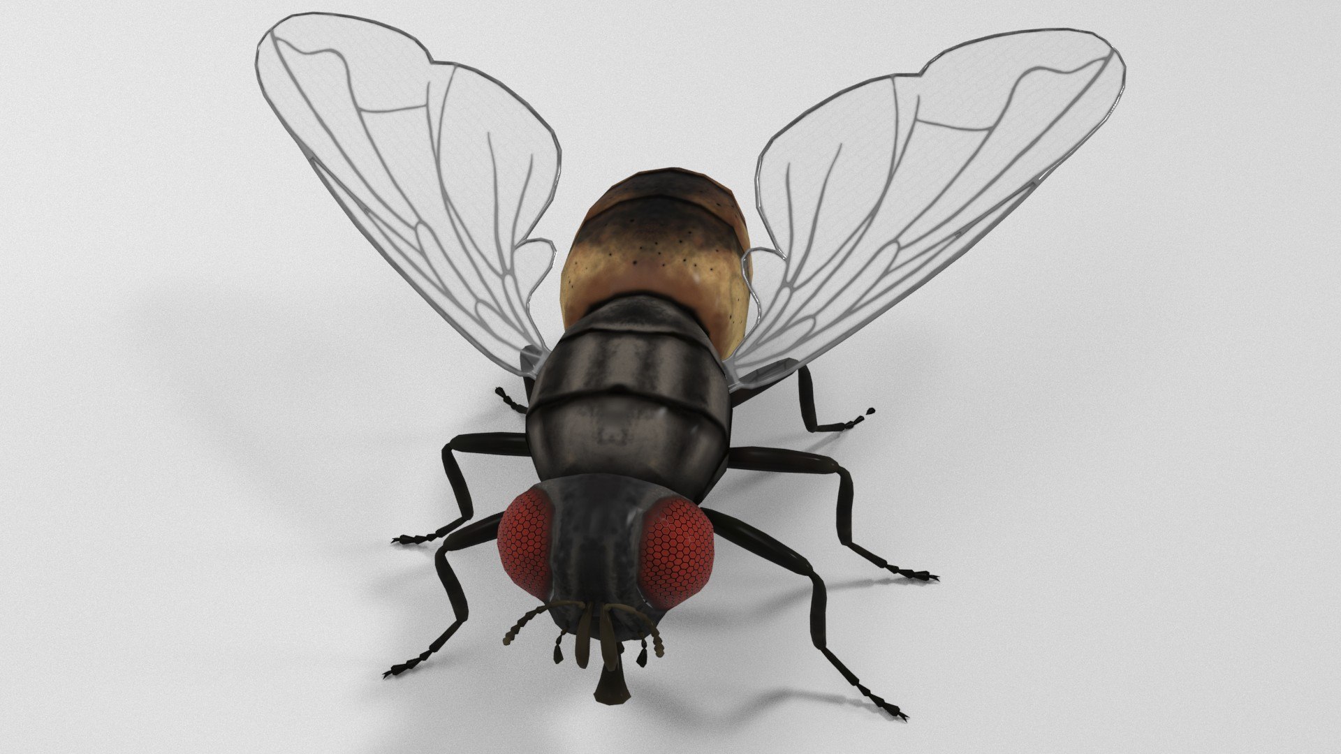 Housefly 3D Model - TurboSquid 1813066