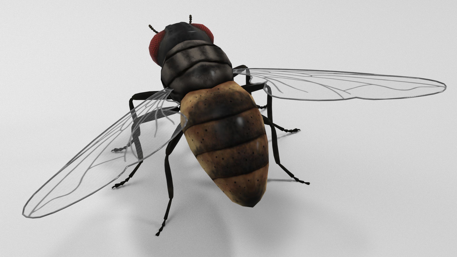 Housefly 3D Model - TurboSquid 1813066