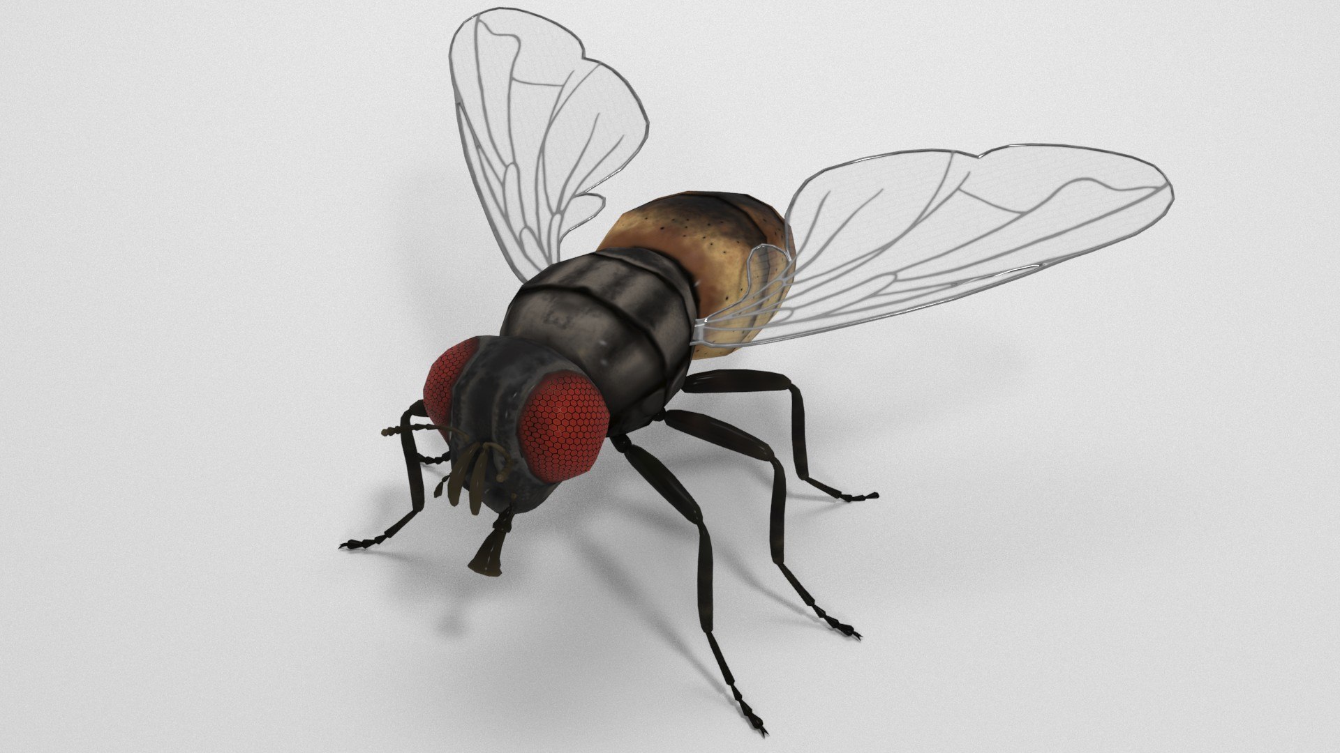 Housefly 3D Model - TurboSquid 1813066
