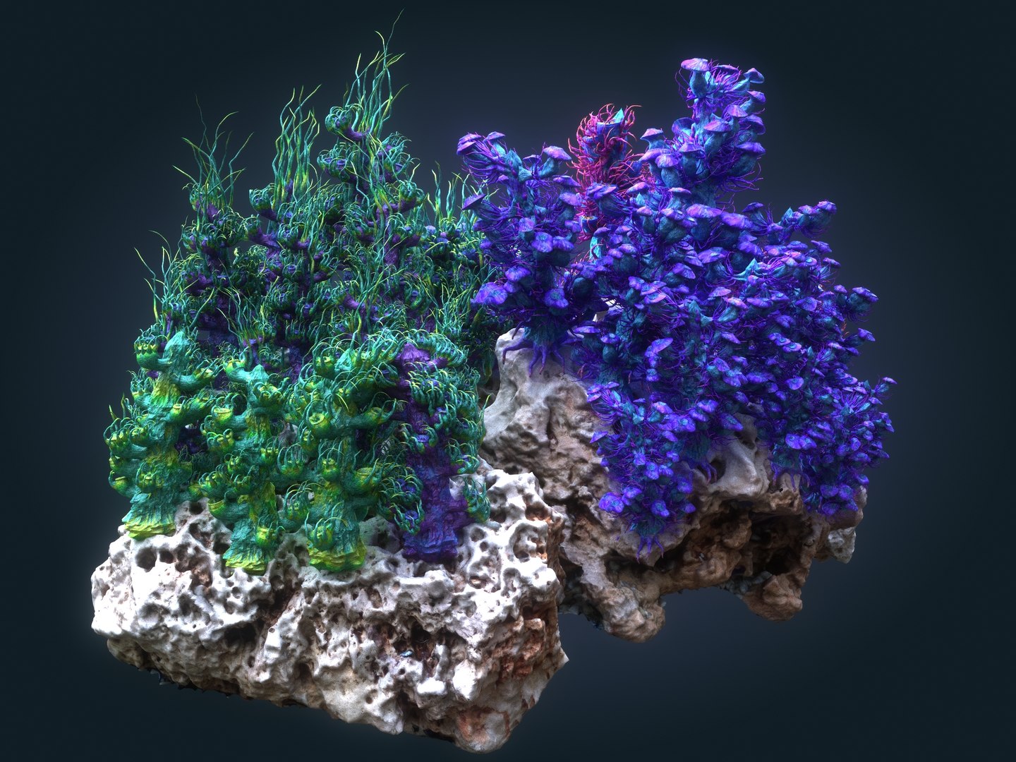 3D Coral Reef Ecosystem - TurboSquid 1365877