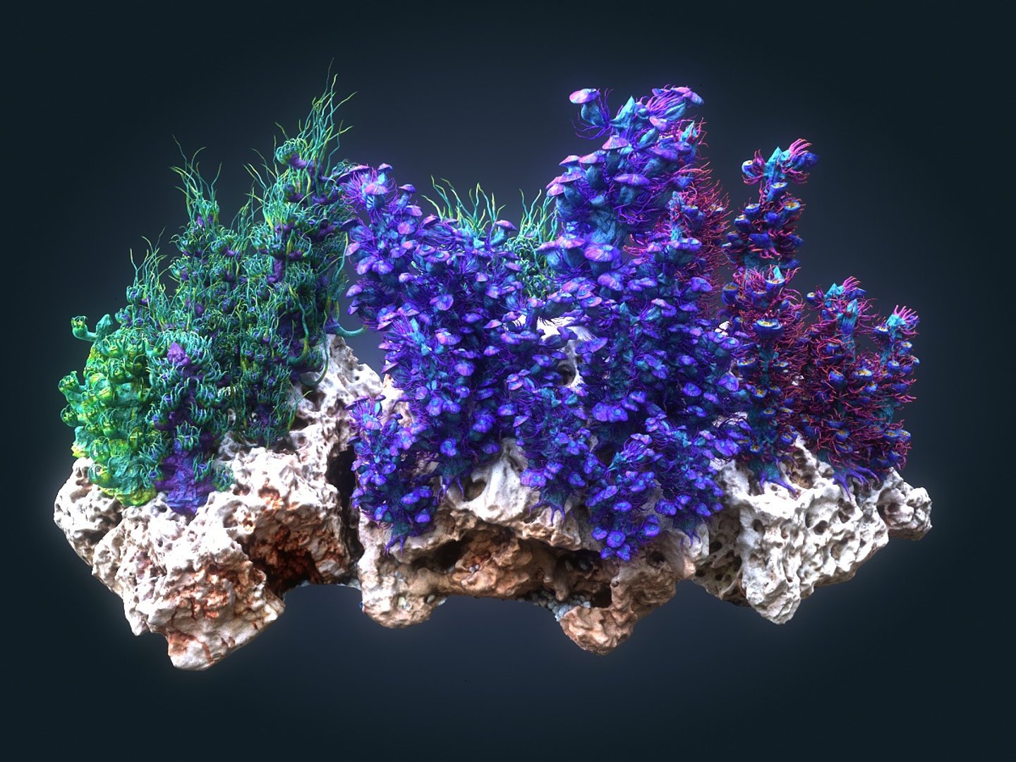 3D Coral Reef Ecosystem - TurboSquid 1365877