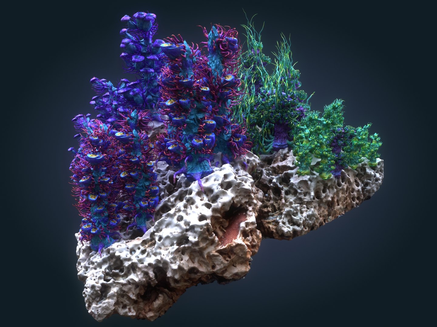 3D Coral Reef Ecosystem - TurboSquid 1365877