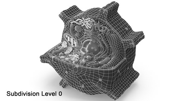 3d model of plant cell