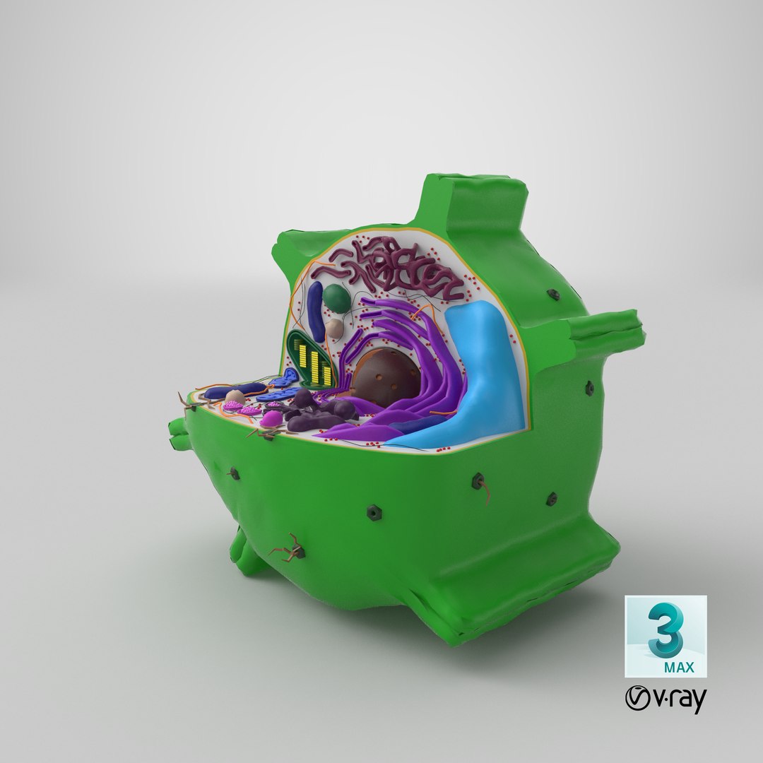 3d model of plant cell