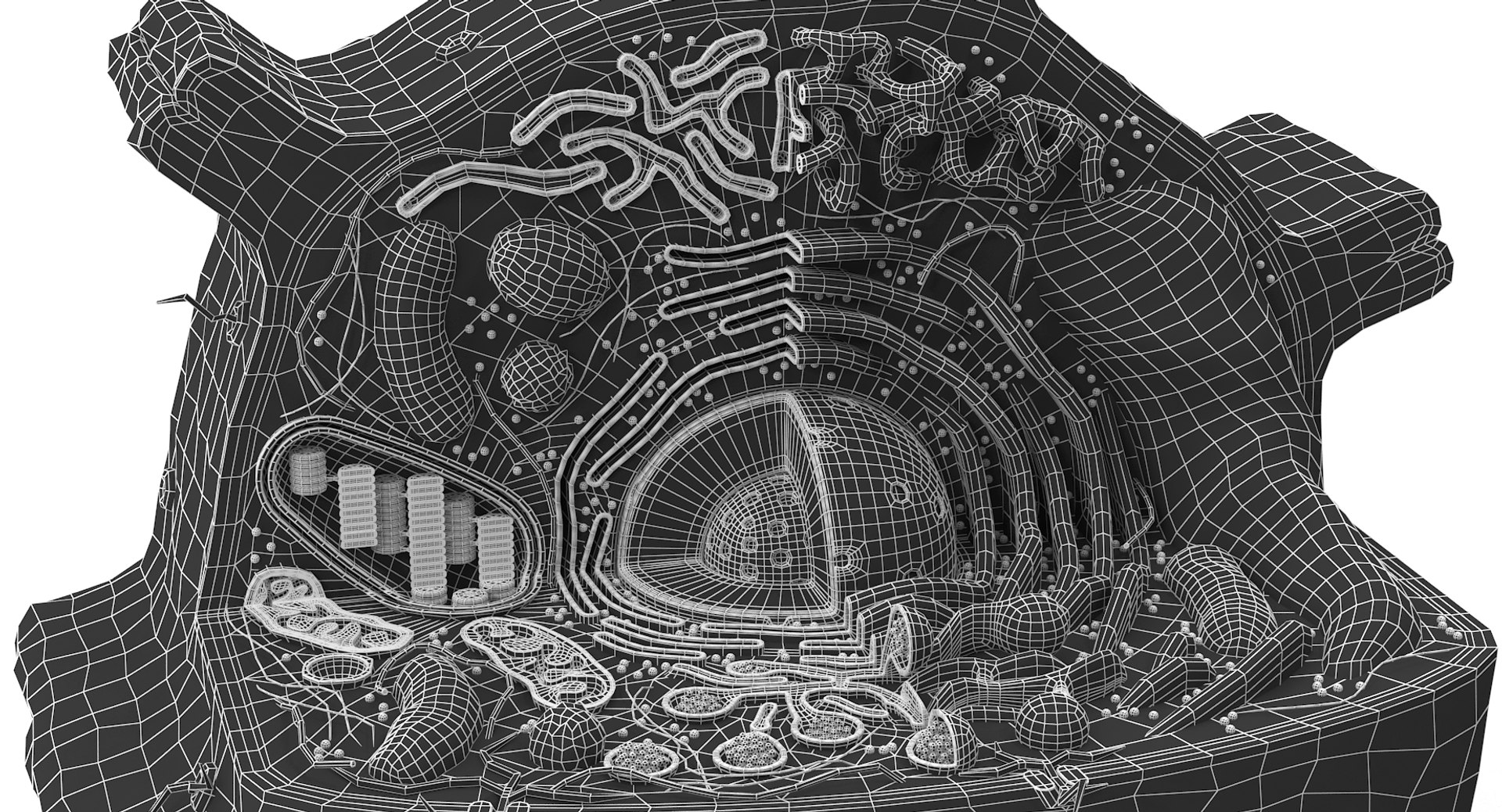 3d model of plant cell