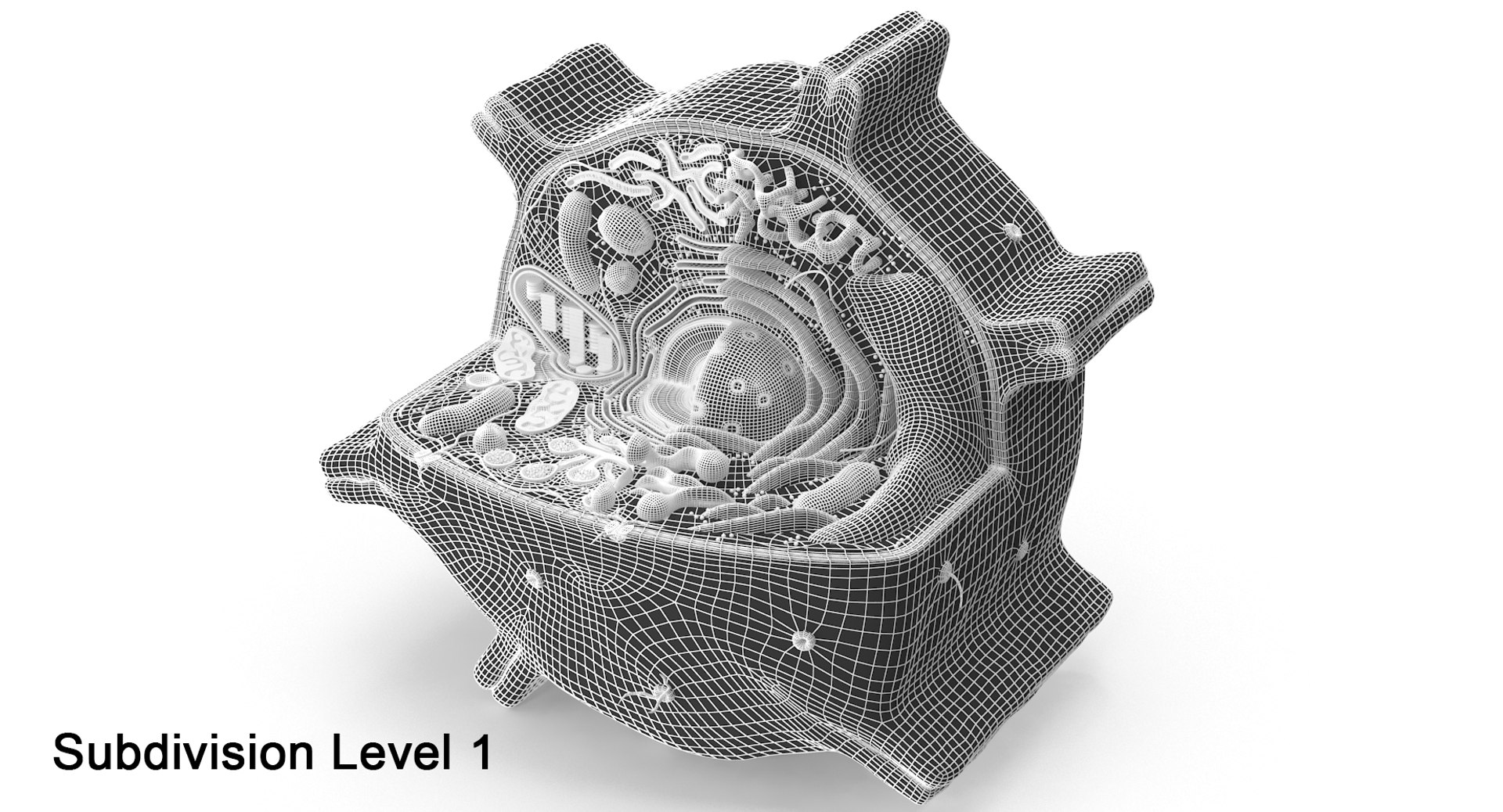 3d Model Of Plant Cell