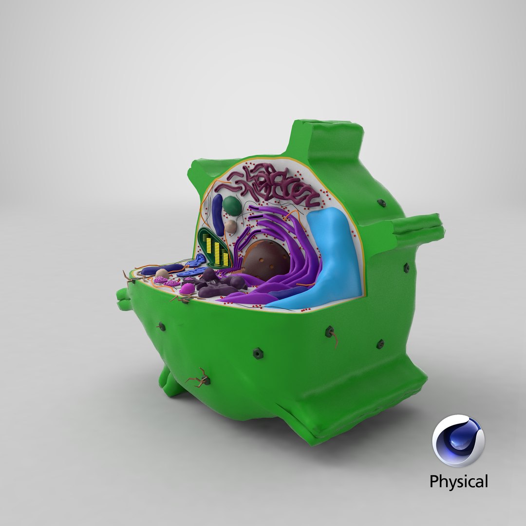 3d Model Of Plant Cell