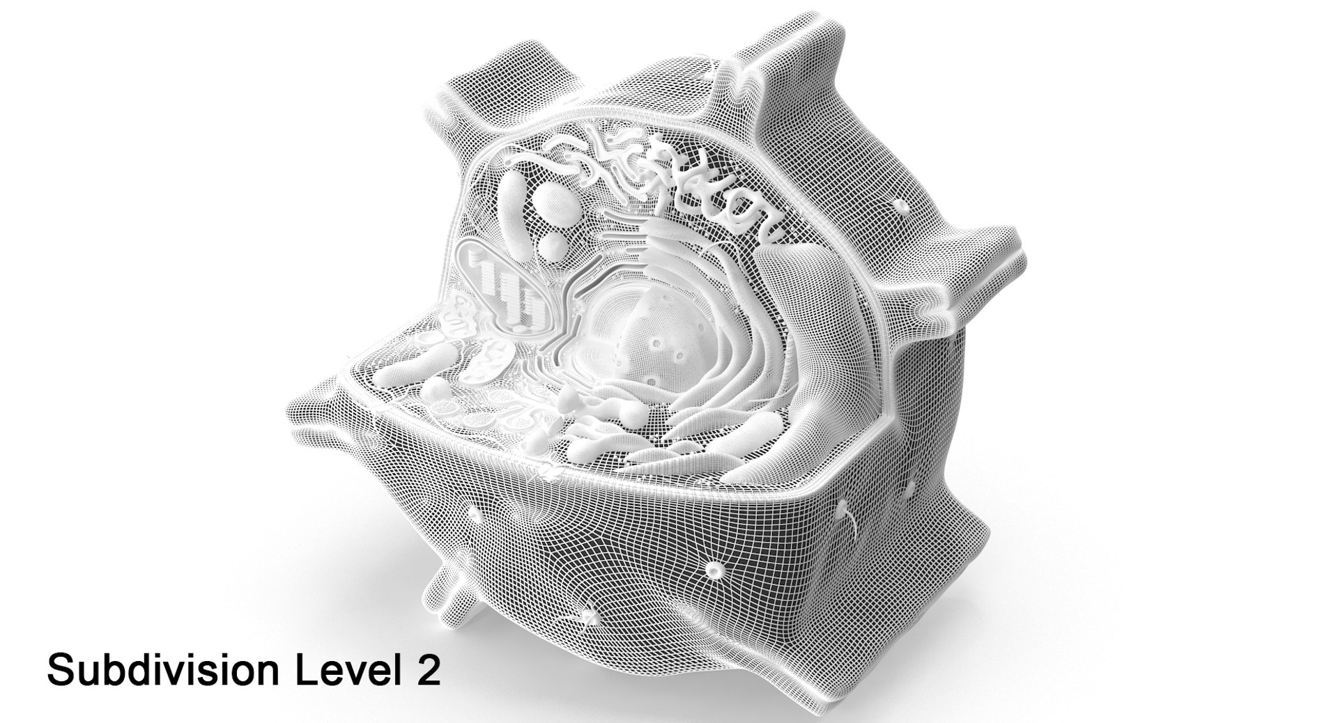 3d Model Of Plant Cell