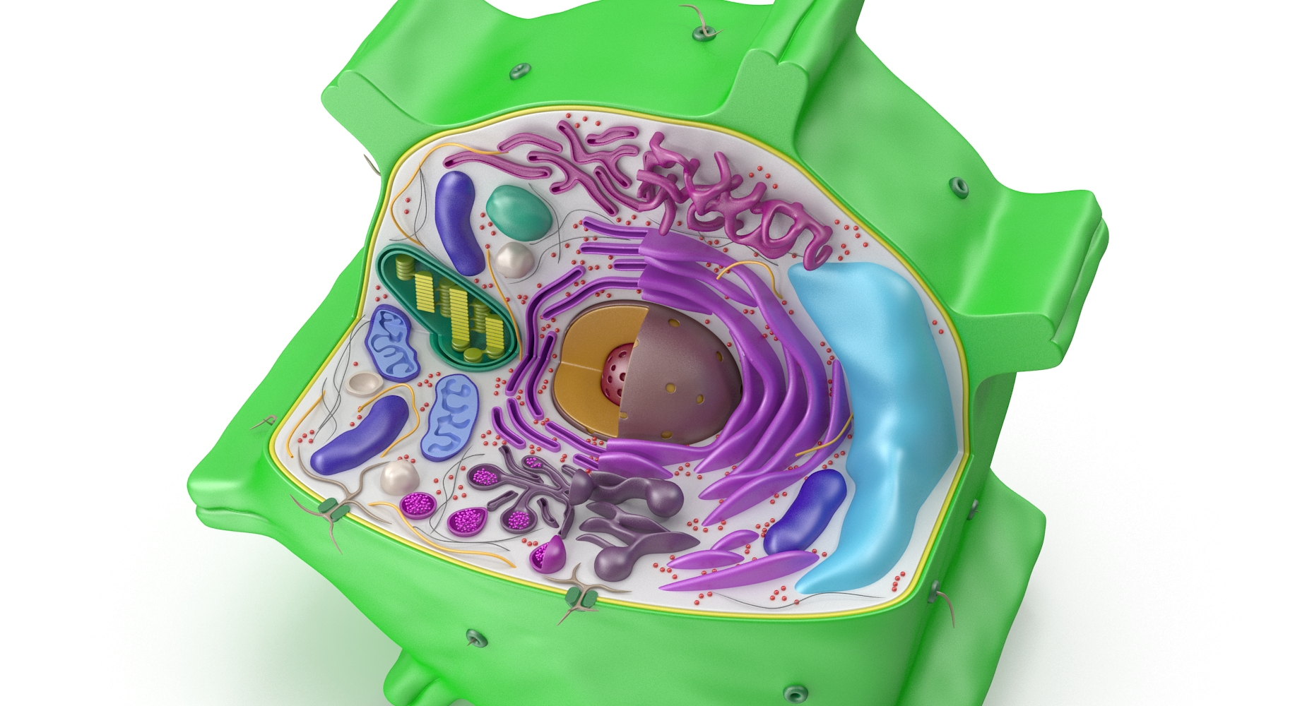 3d model of plant cell