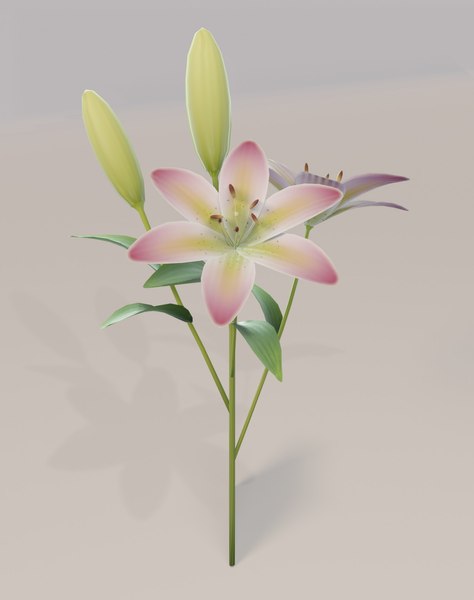 STL Calla-Lily Models | TurboSquid