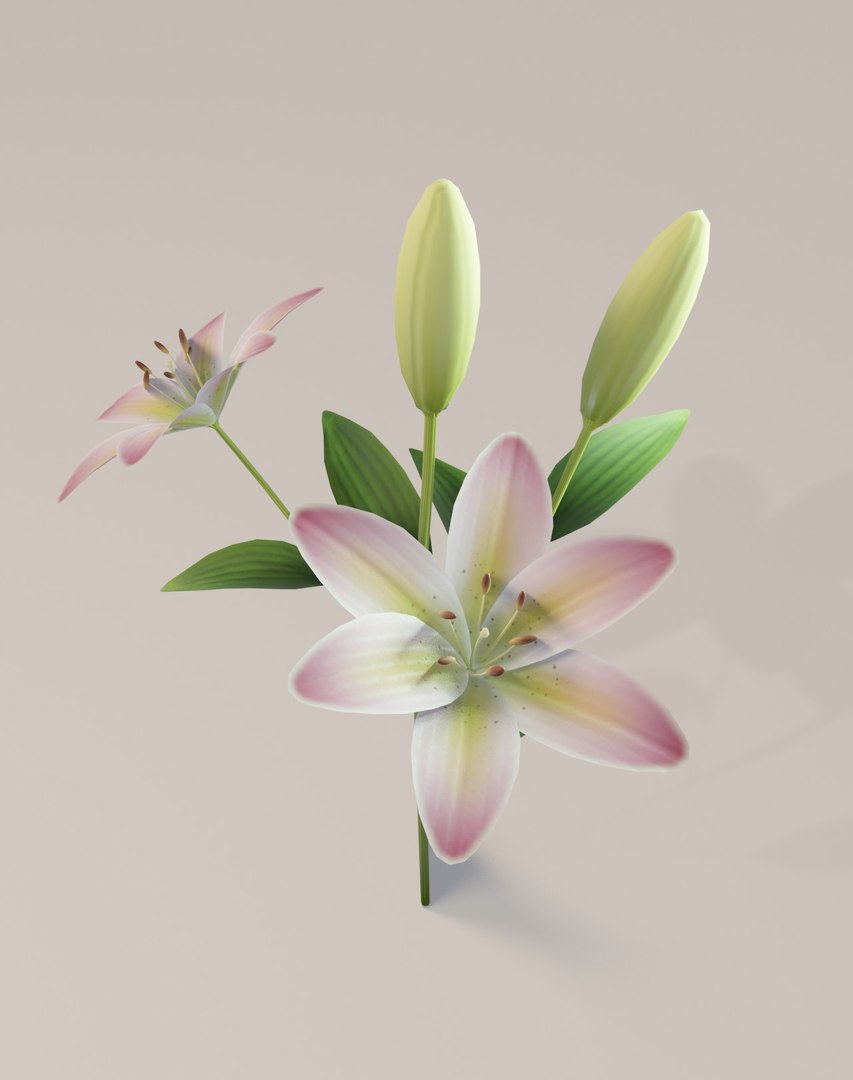 3D lily model - TurboSquid 1500696