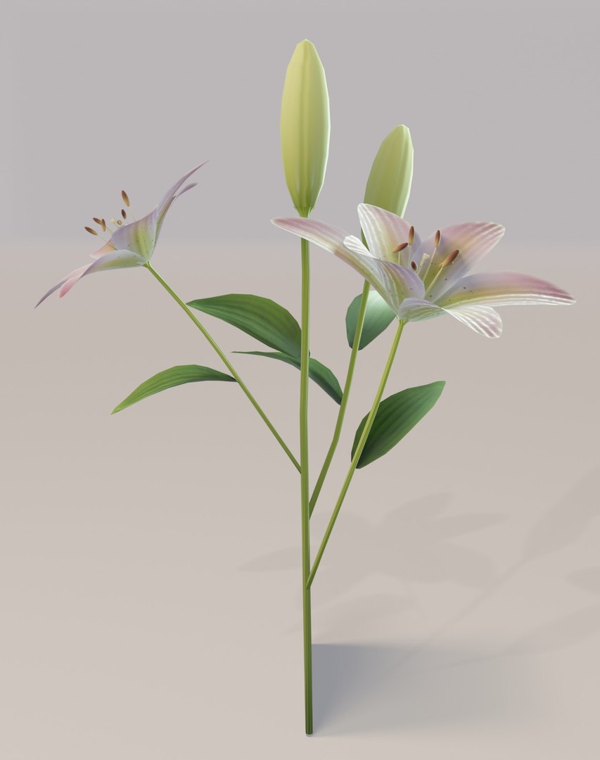 3D lily model - TurboSquid 1500696