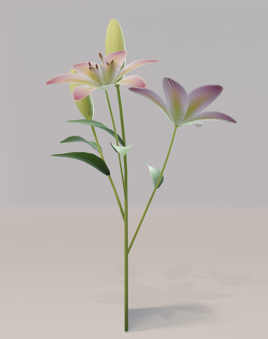 3D lily model - TurboSquid 1500696