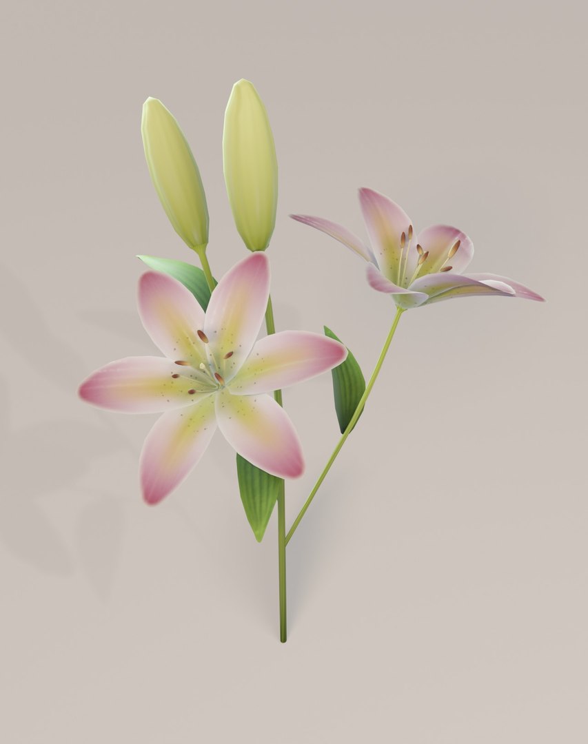 3D lily model - TurboSquid 1500696