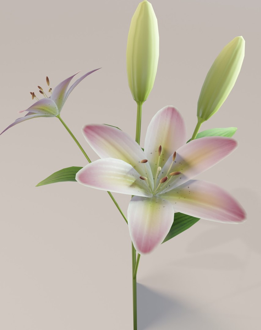 3D lily model - TurboSquid 1500696