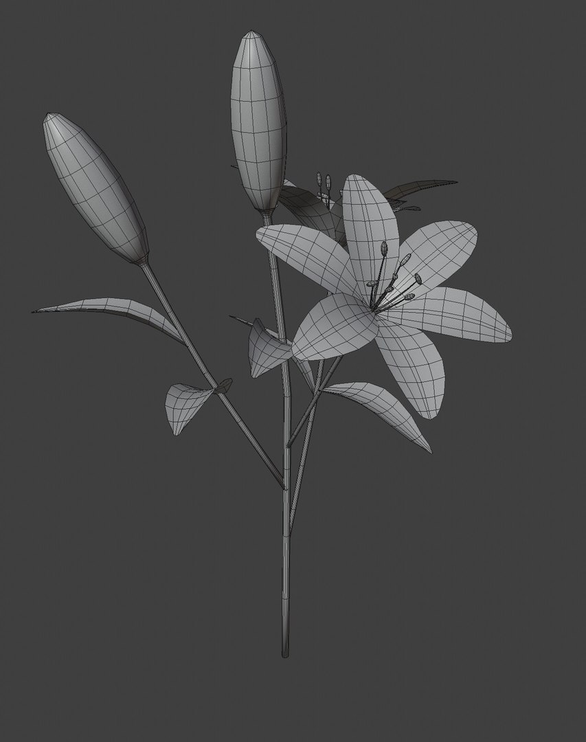 3D lily model - TurboSquid 1500696
