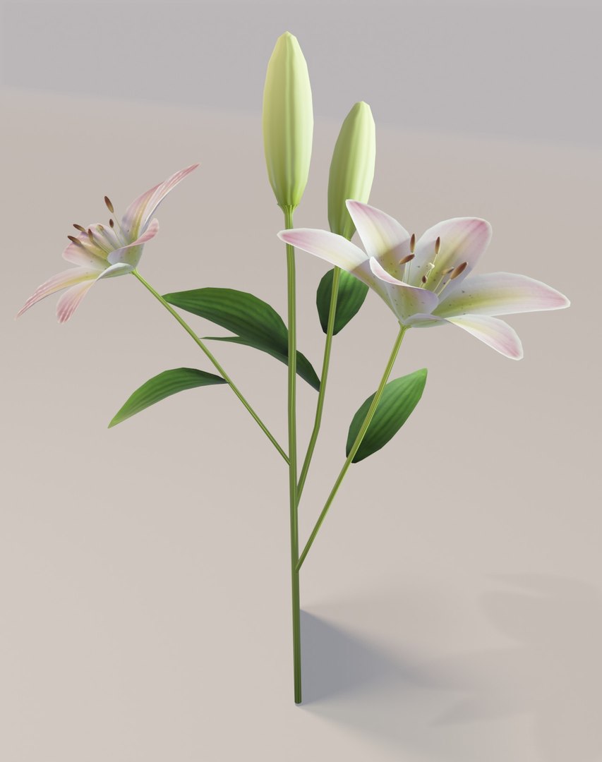 3D lily model - TurboSquid 1500696