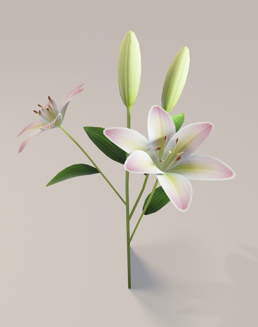 3D lily model - TurboSquid 1500696