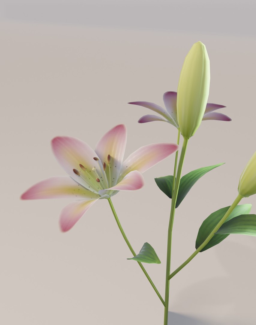 3D lily model - TurboSquid 1500696