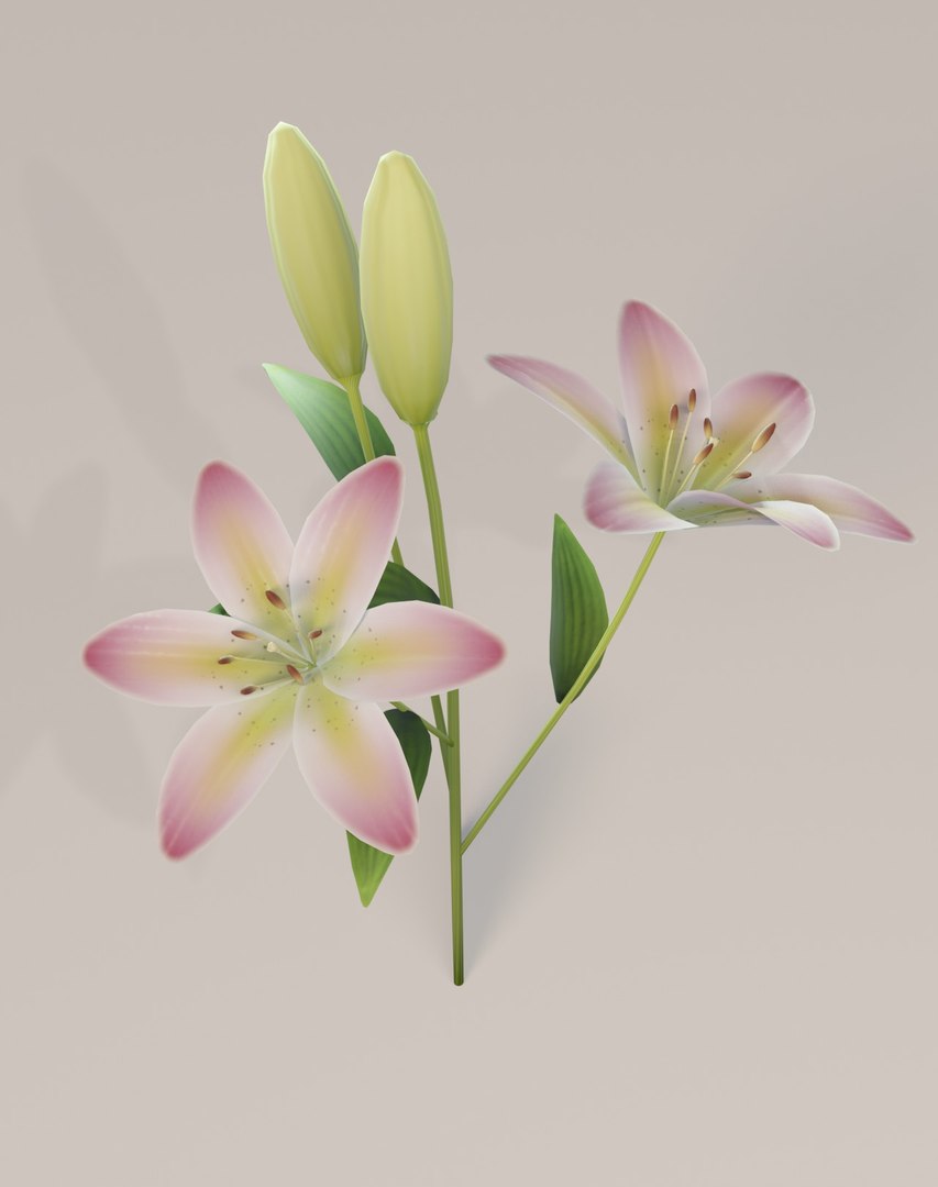 3D lily model - TurboSquid 1500696