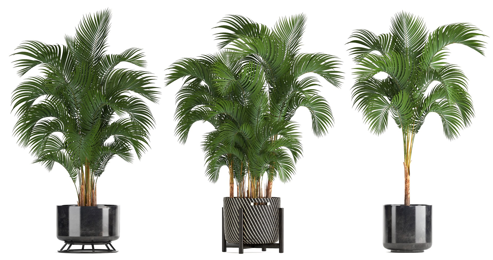 3D Decorative Palms Model - TurboSquid 1293104