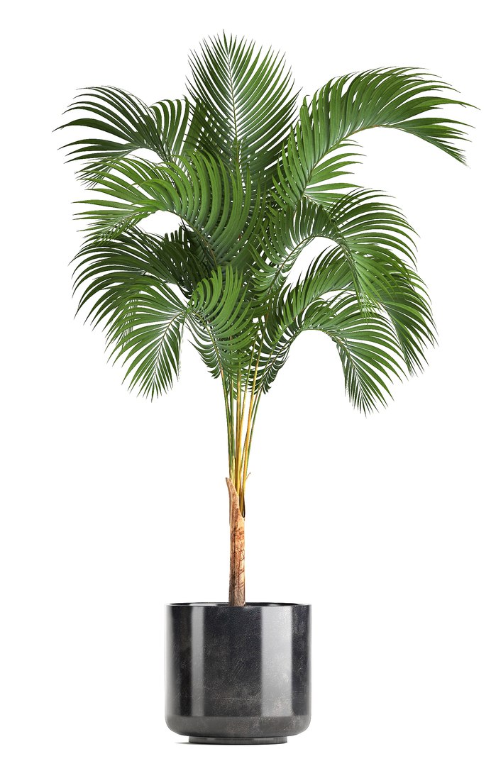 3D Decorative Palms Model - TurboSquid 1293104