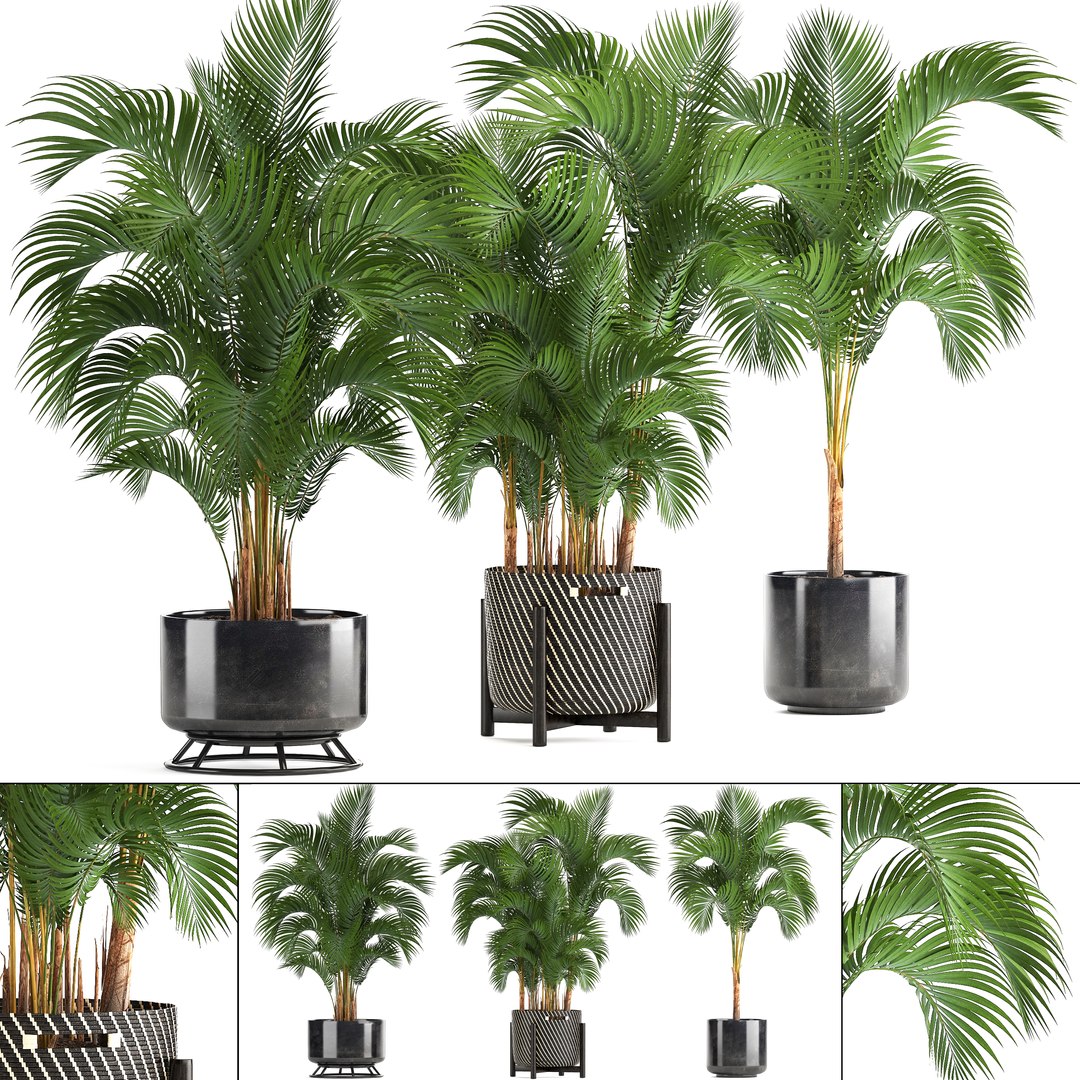 3D Decorative Palms Model - TurboSquid 1293104
