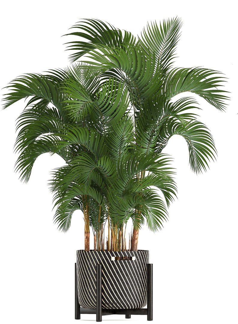 3D Decorative Palms Model - TurboSquid 1293104