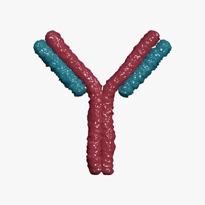 3D Antibody Models - Browse & Download Formats - TurboSquid