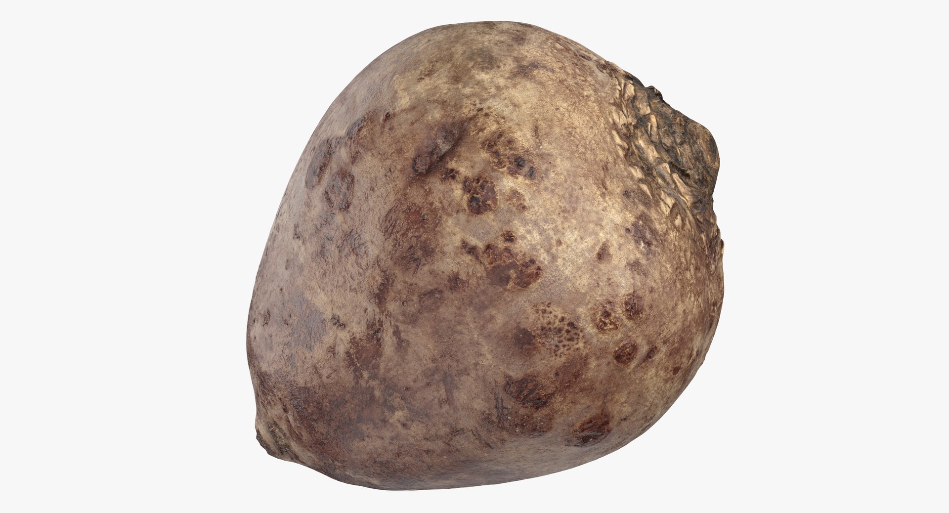 Beetroot Beet Root 3D Model - TurboSquid 1394663