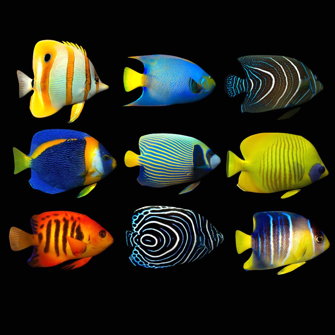 3D Fish Aquarium Model - TurboSquid 1242561