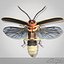 Firefly Bug Rigged Bones Max