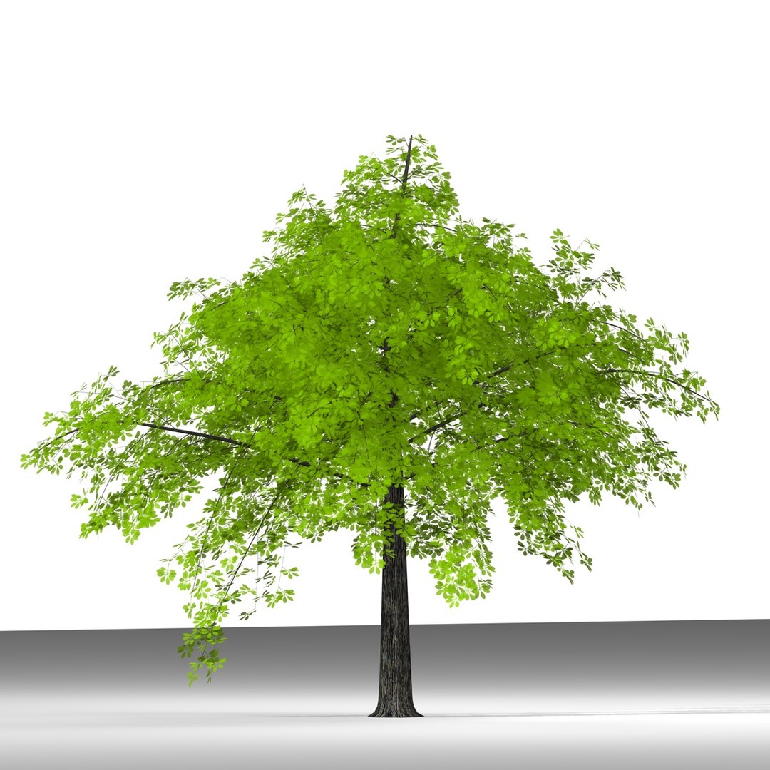 3d Model Plane Tree