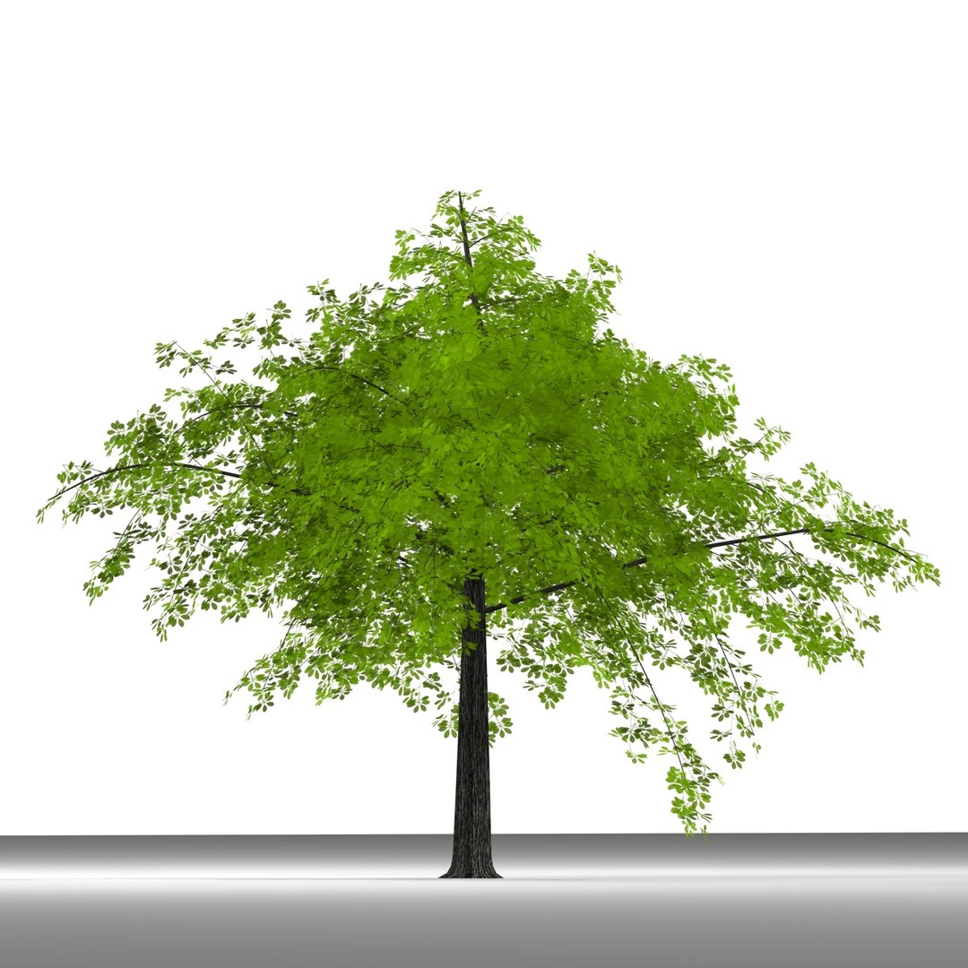 3d Model Plane Tree