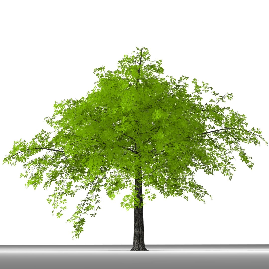 3d Model Plane Tree