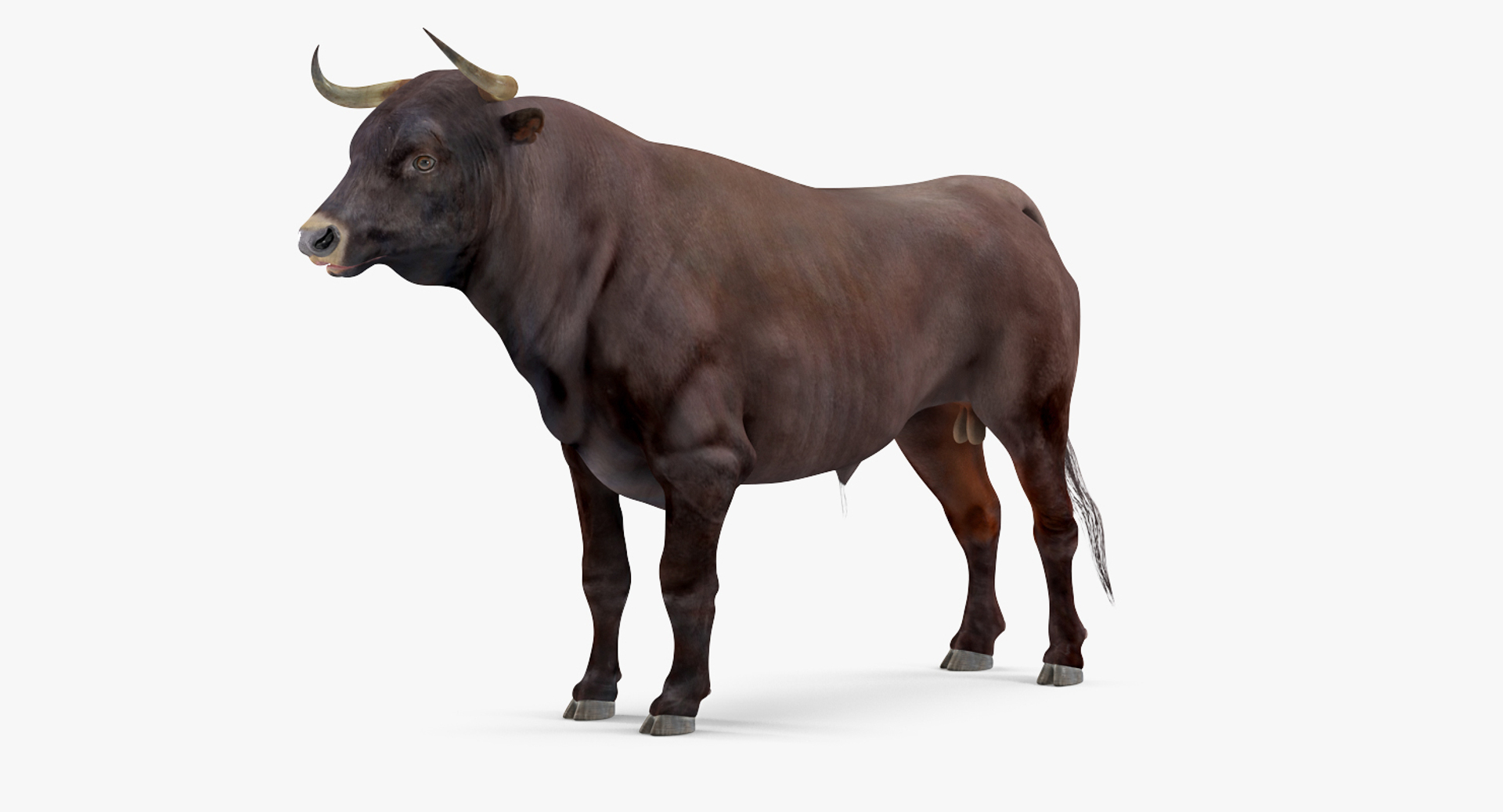 Bull Cows Rigged Model - TurboSquid 1519305
