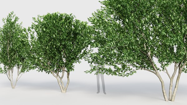 modelo 3d Ligustrum ligustro común modelo 3d - TurboSquid 2117858