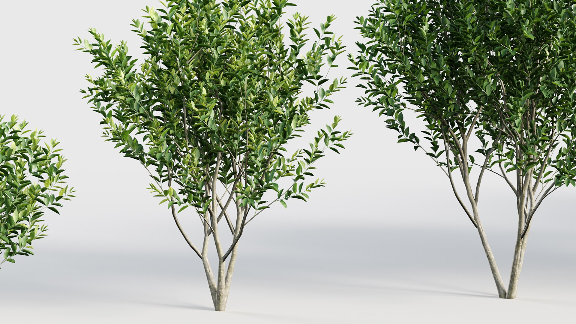 3D Ligustrum Common privet 3D model - TurboSquid 2117858