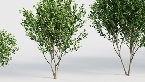 modelo 3d Ligustrum ligustro común modelo 3d - TurboSquid 2117858