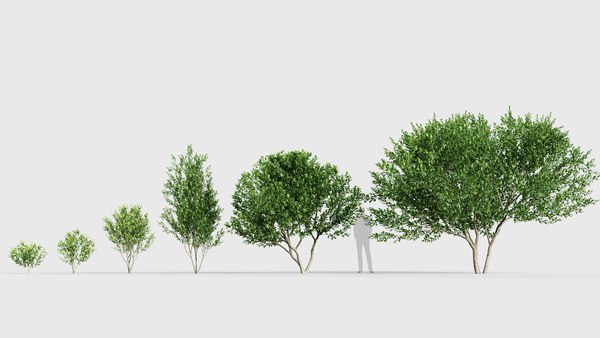 modelo 3d Ligustrum ligustro común modelo 3d - TurboSquid 2117858