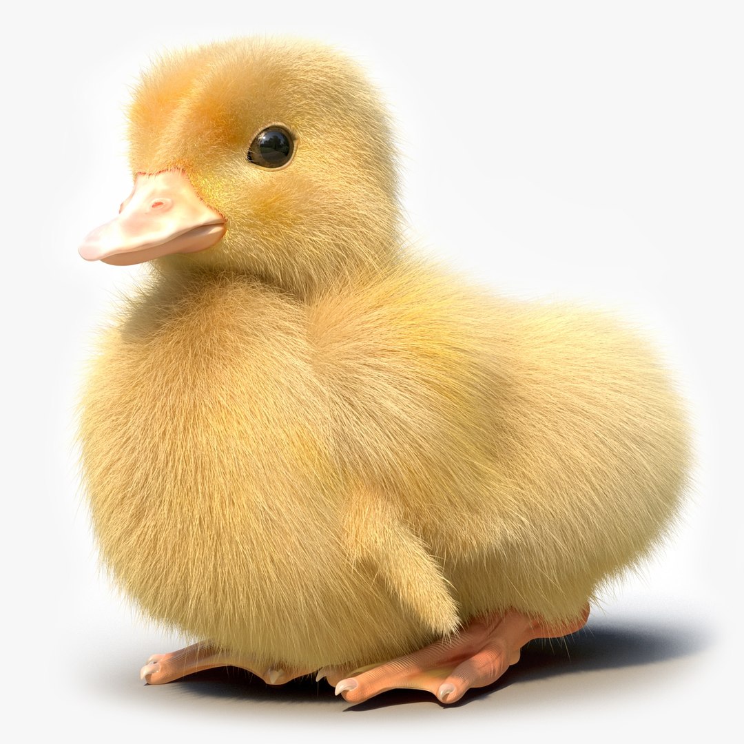 Baby Duckling Fur Rigged Model - TurboSquid 2530755