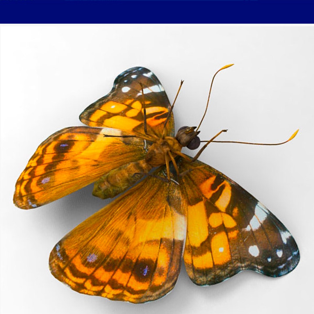 3D Butterfly Butt - TurboSquid 1246528