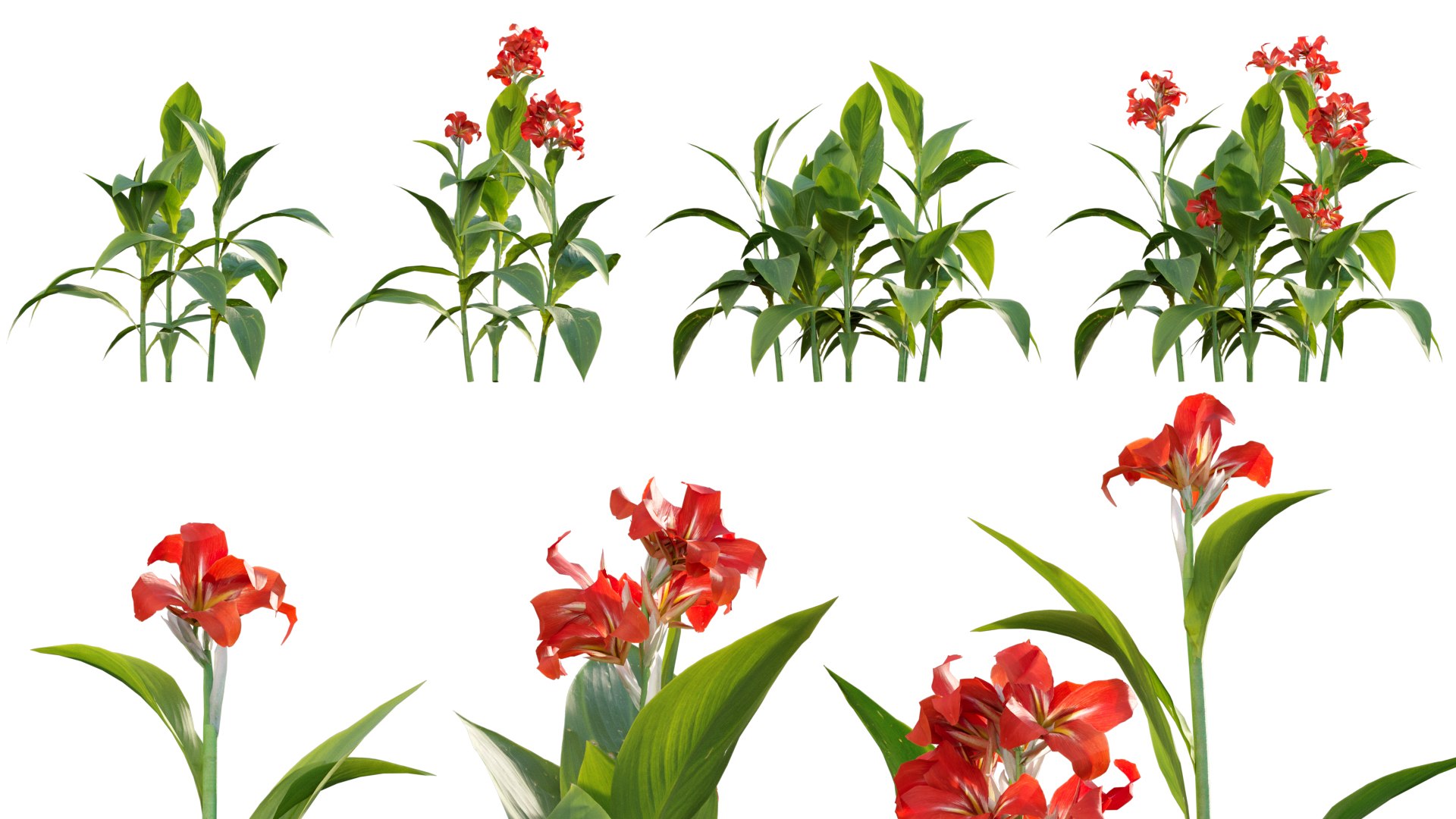 3D Model Canna - Canna Lily-01 - TurboSquid 1781202