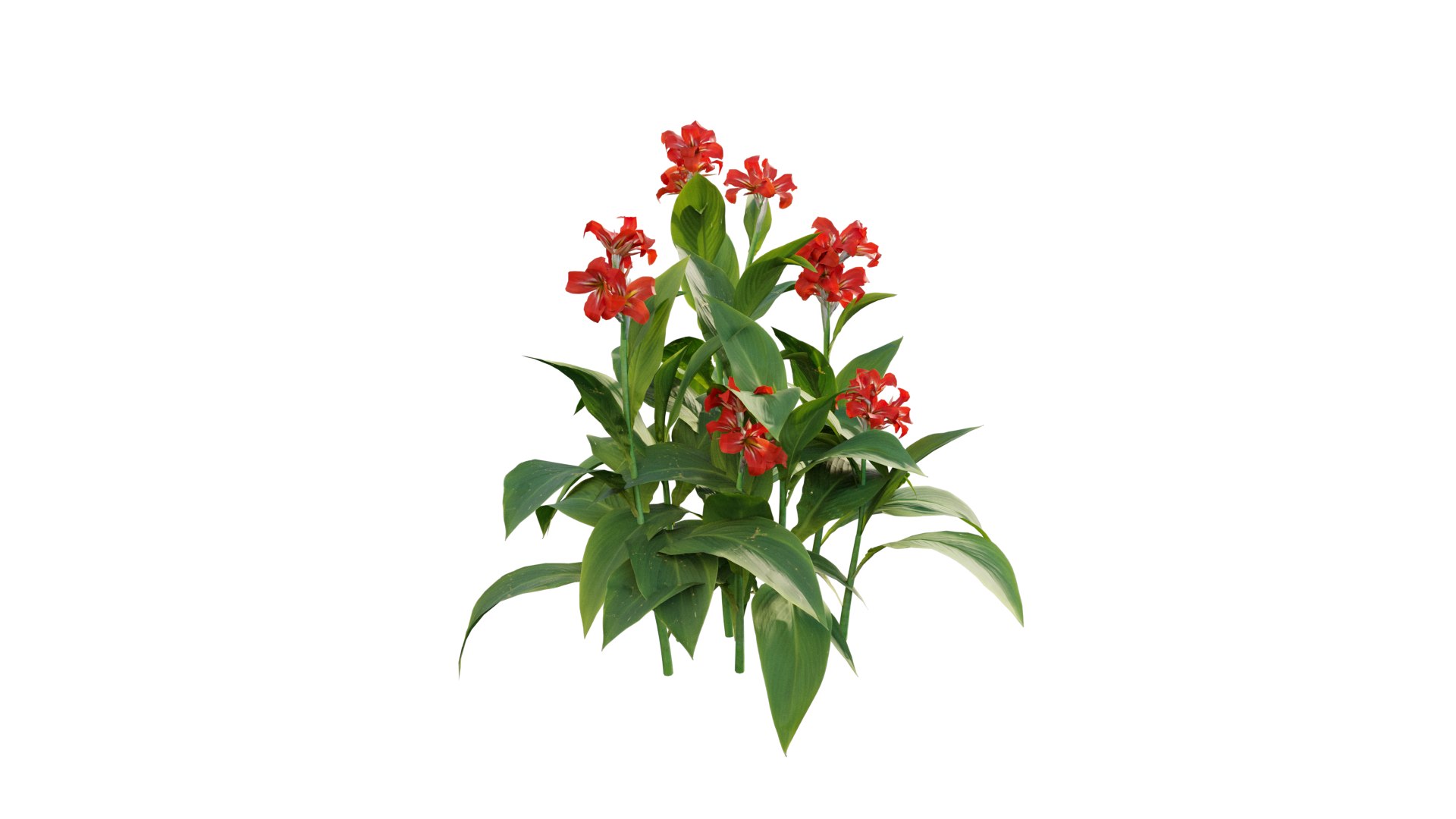 3D Model Canna - Canna Lily-01 - TurboSquid 1781202