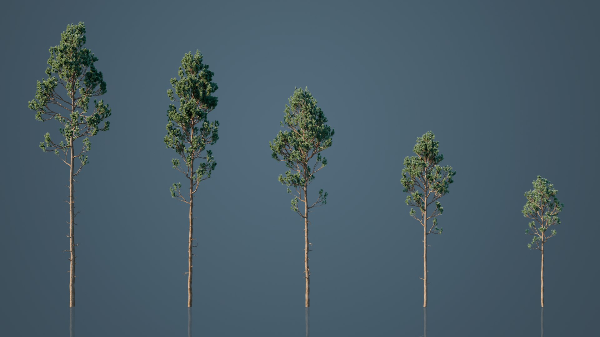 3D Model Tall Pine Trees - TurboSquid 1766054